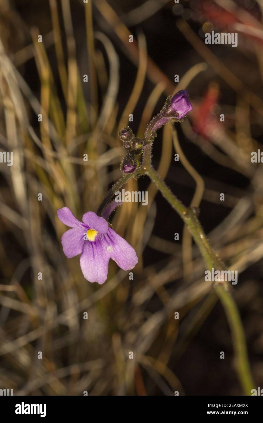Corkscrew Plant Carnivorous