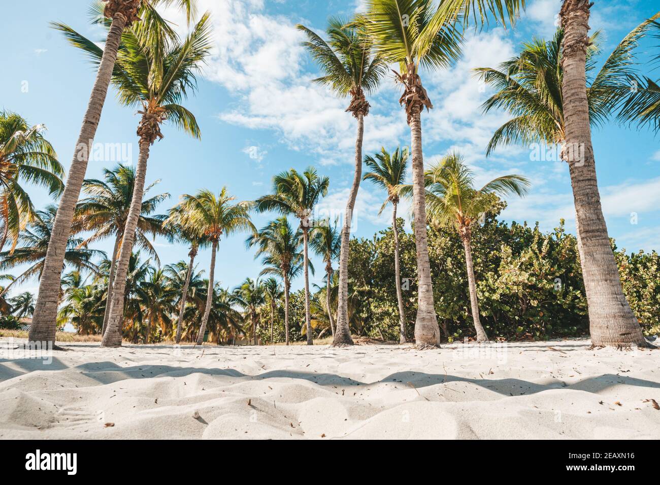 Coconut palm trees in a grove hi-res stock photography and images - Alamy