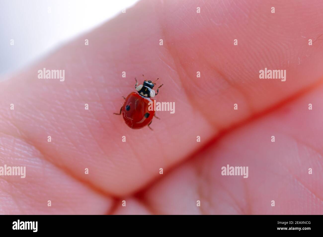 Ladybird on top finger hi-res stock photography and images - Alamy