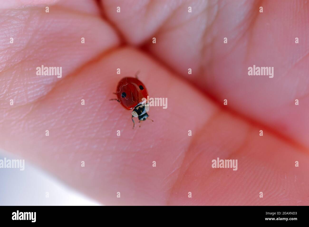 Closeup top view of a spotted ladybug crawling on a hand Stock Photo ...