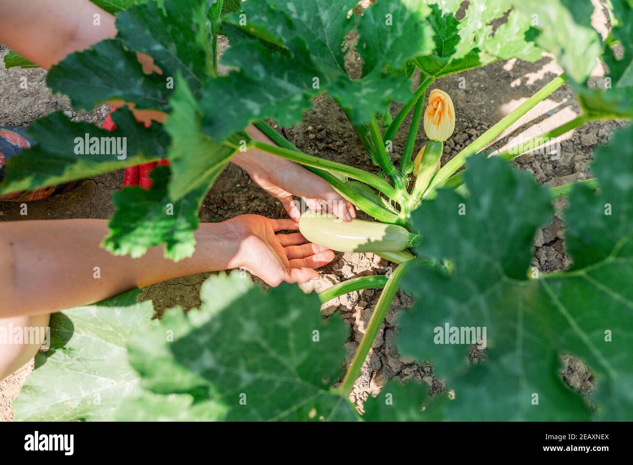 Green zucchini in female hands hi-res stock photography and images - Alamy
