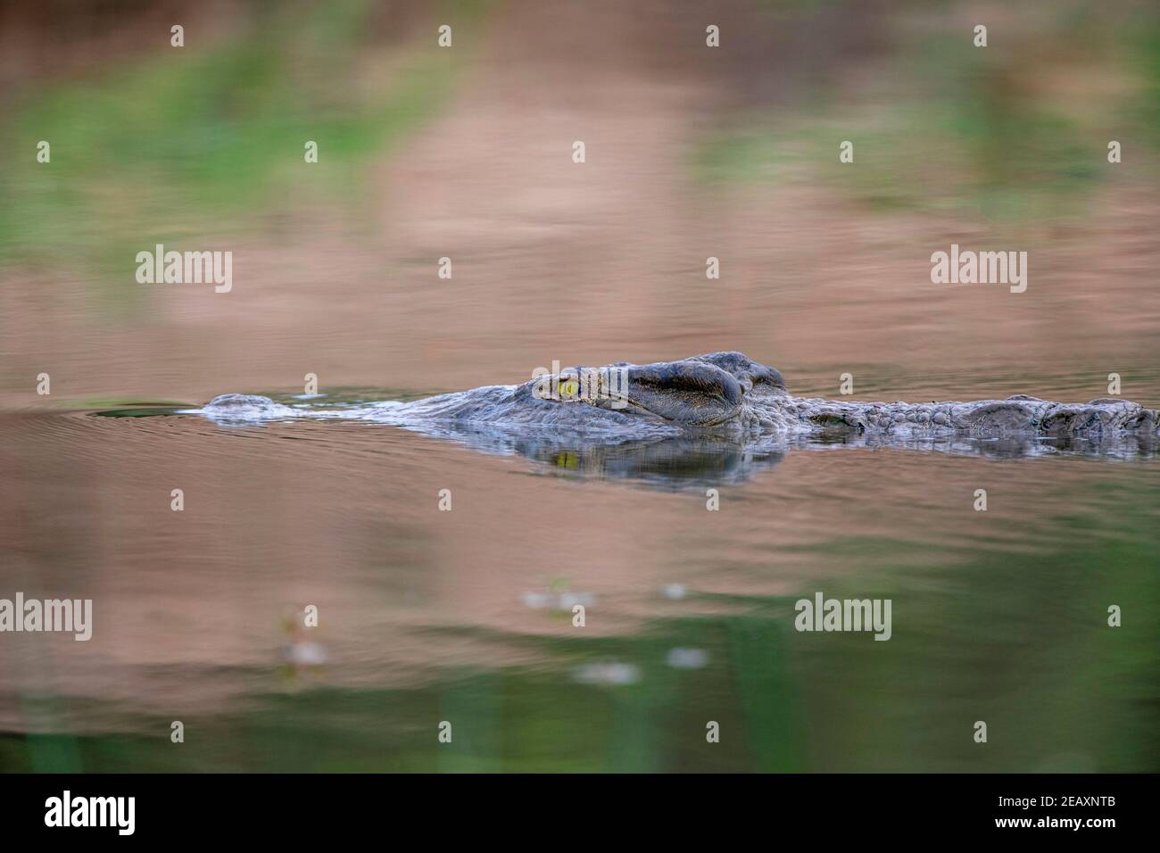 Large Male Crocodile High Resolution Stock Photography and Images - Alamy