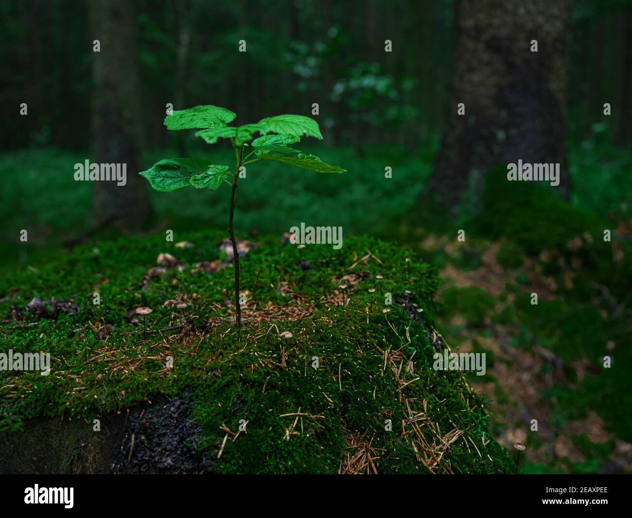A young tree escape grew from an old stump against a green forest Stock ...