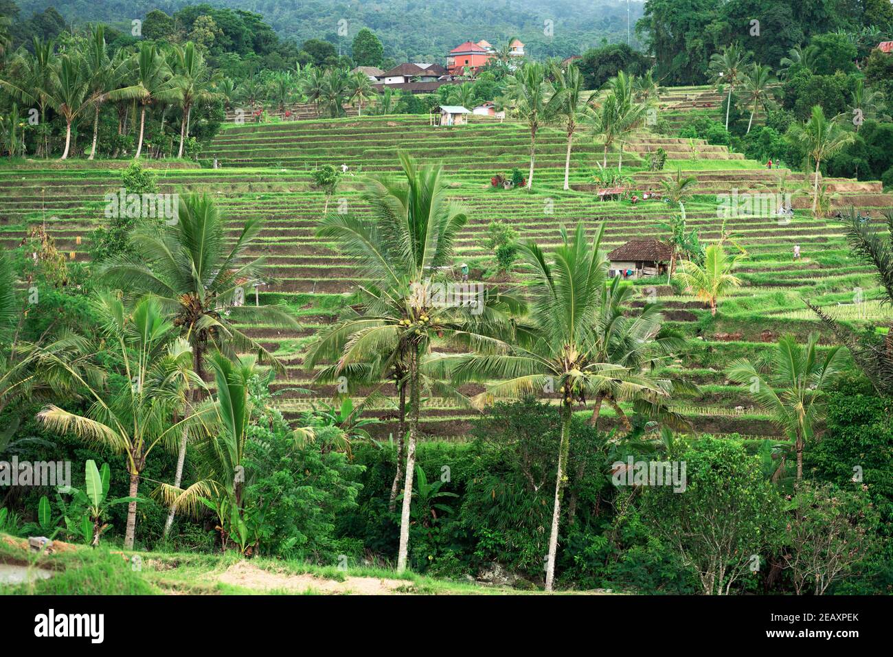 beautiful landscape of rice terraces Stock Photo - Alamy