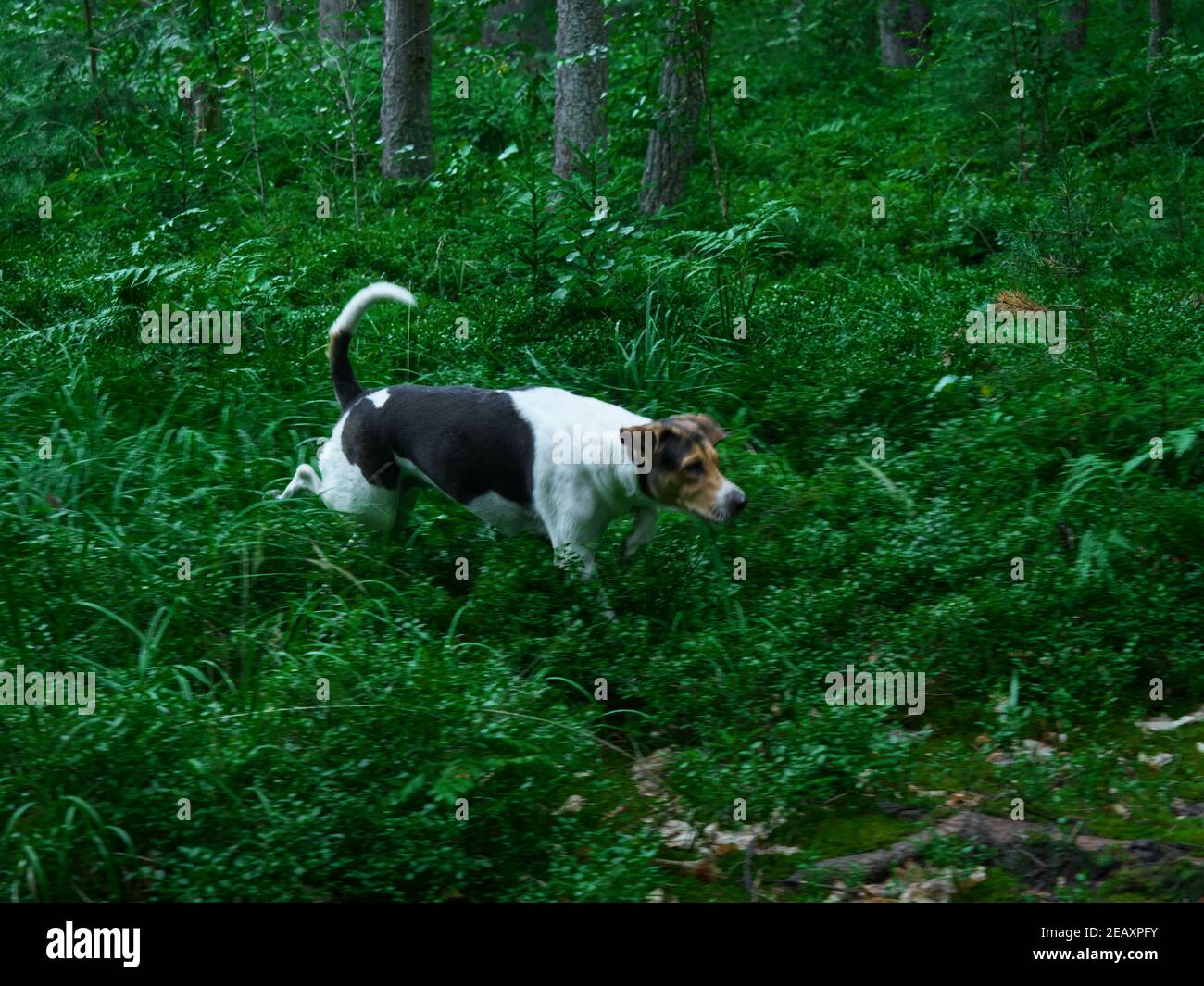 Hound hunting tree hi-res stock photography and images - Alamy