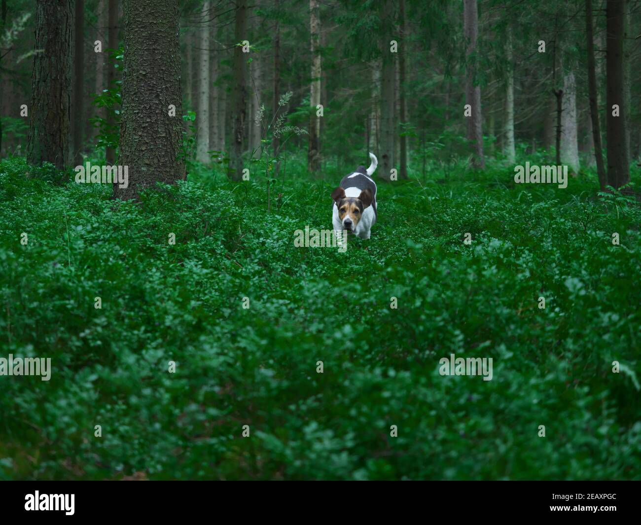 Hunting dog hound looking for beast in the woods Stock Photo - Alamy