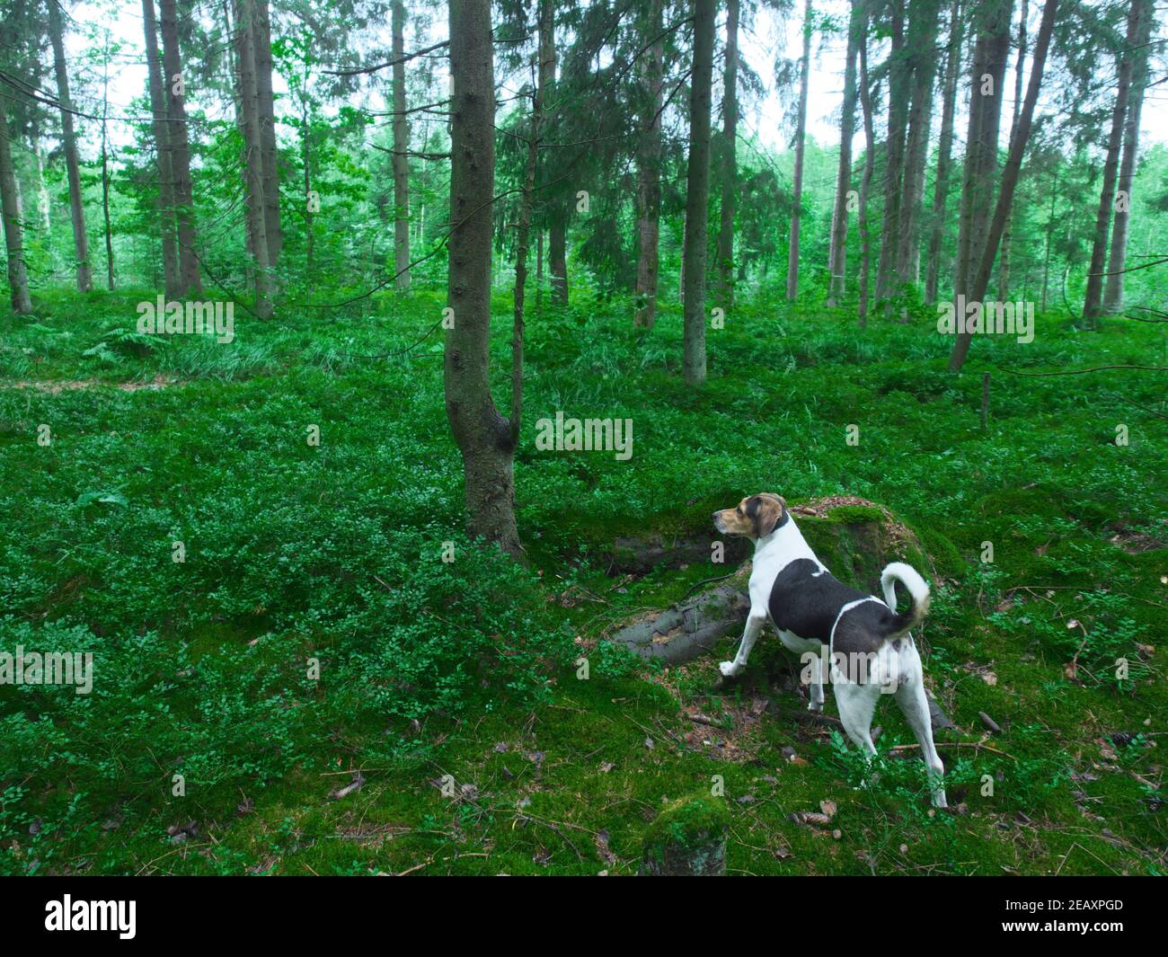 Hunting dog hound looking for beast in the woods Stock Photo - Alamy