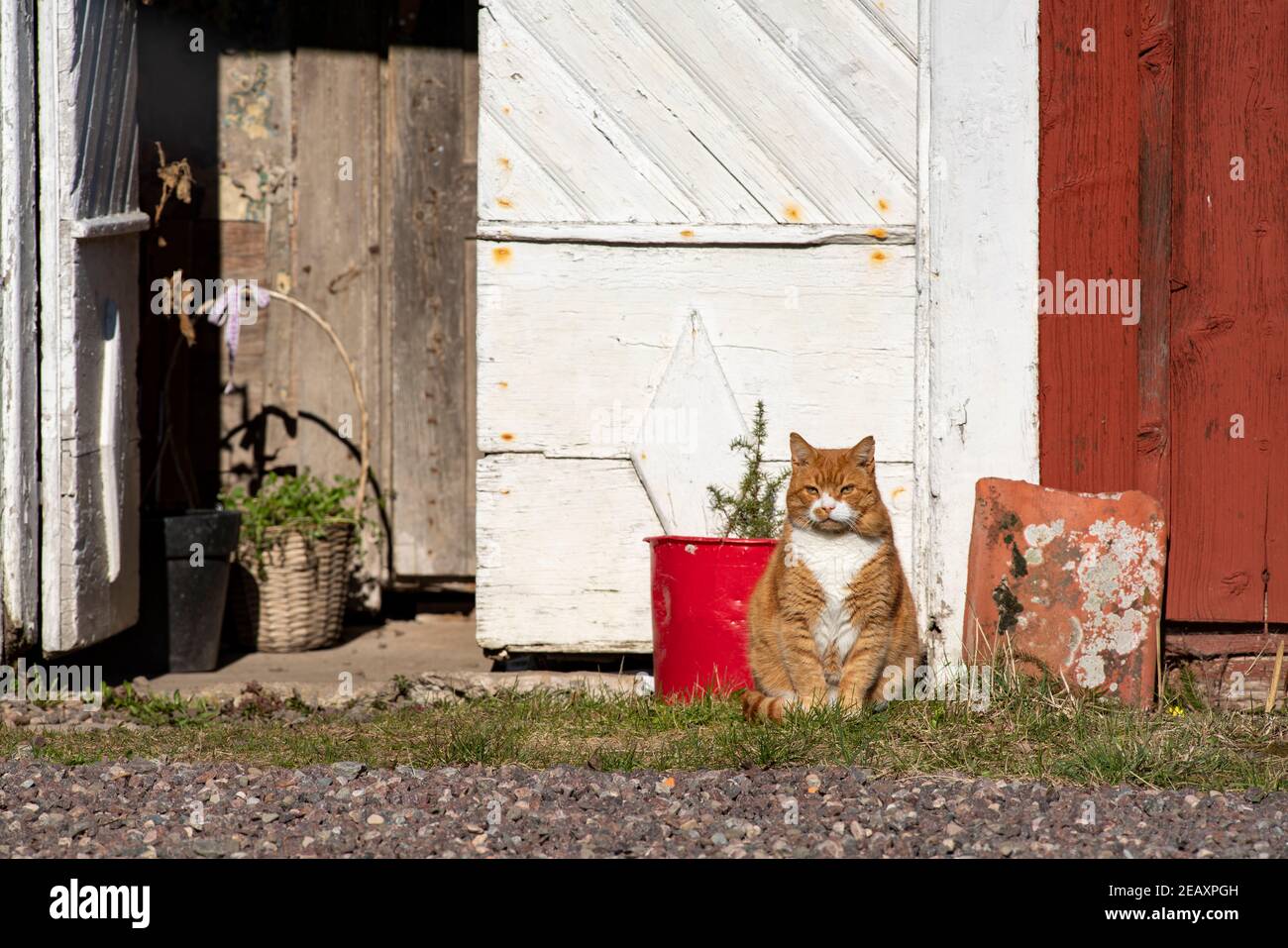 Kitty on guard hi-res stock photography and images - Alamy