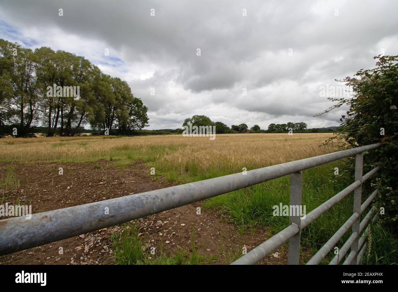 corn field and metal gate Stock Photo - Alamy