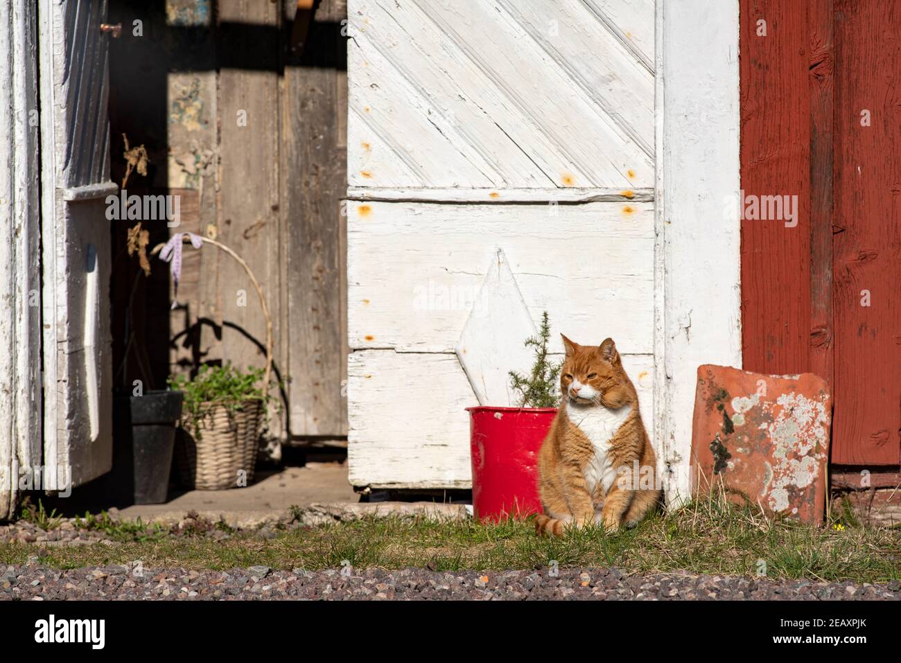 Orange farm Cat on Guard Stock Photo - Alamy