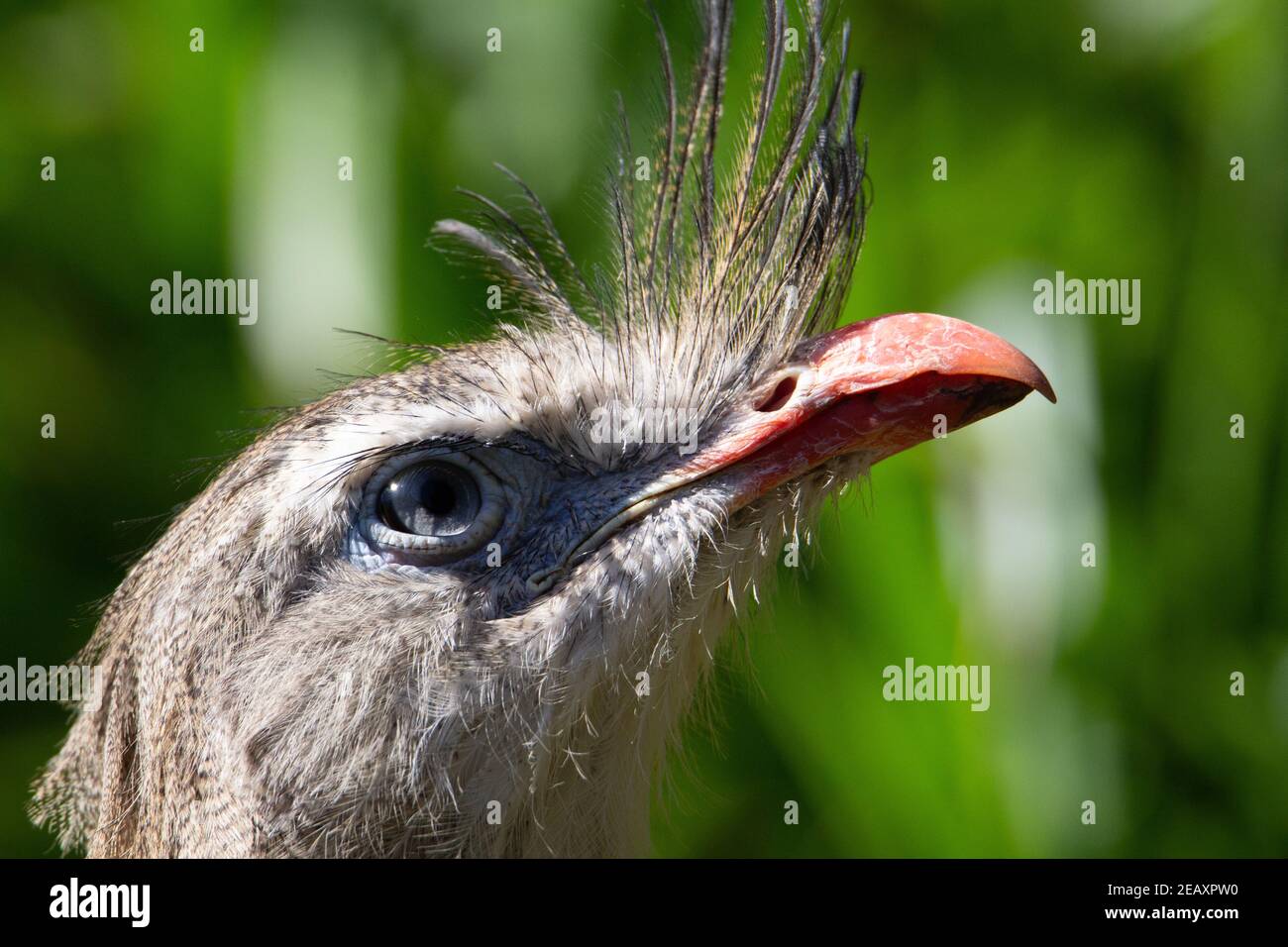 Crested Screamer (Chauna torquata) head shot of a crested screamer bird ...