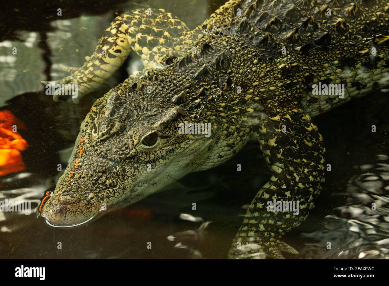 Cuban crocodile (Crocodylus rhombifer) a single Cuban crocodile half in ...