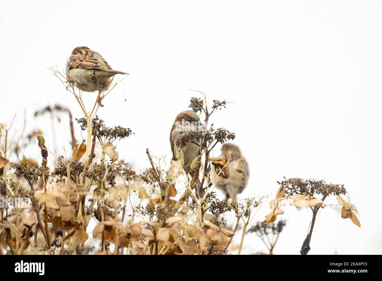 Portrait of three sparrows sitting on a hydrangea branch. Two blurred ...