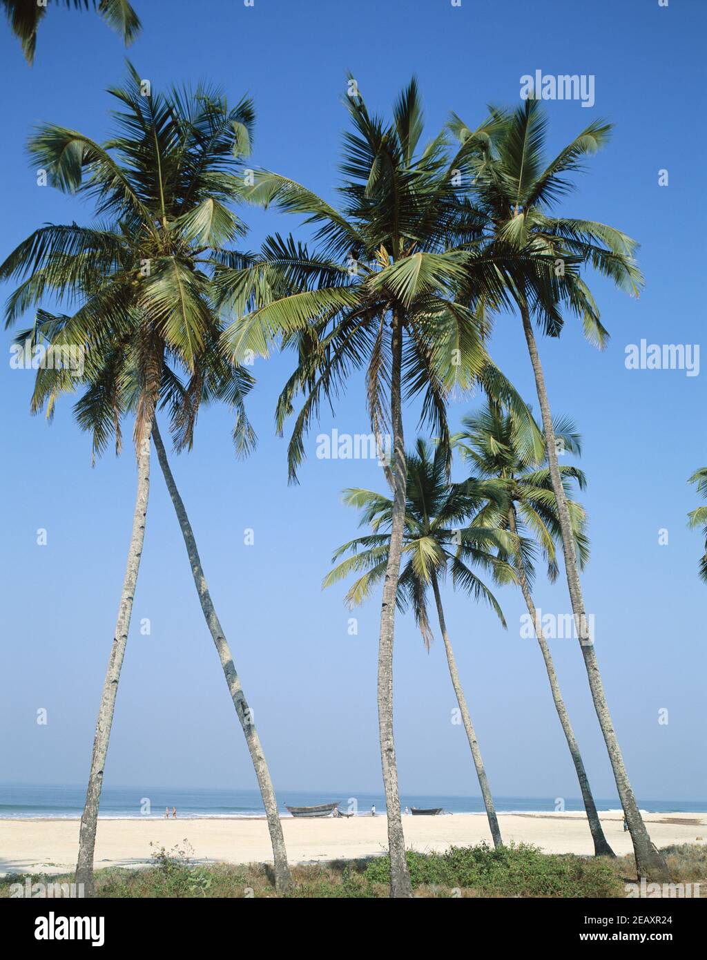 Asia, India, Goa, Colva beach Stock Photo - Alamy