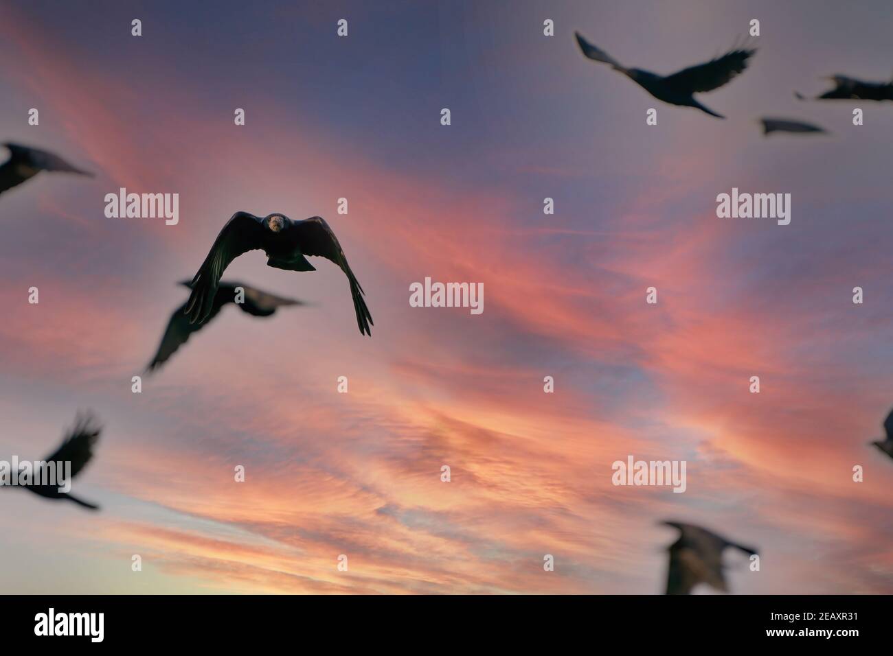 A flock of crows fly in a dramatic blue , orange and red sky. Selective ...
