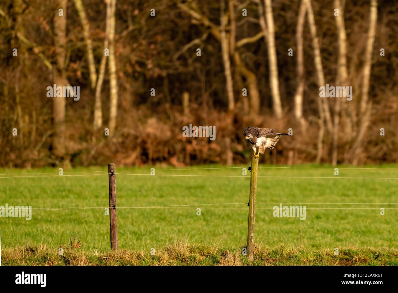 Large buzzard, landing on a pole at the edge of a ditch in a mea Stock ...
