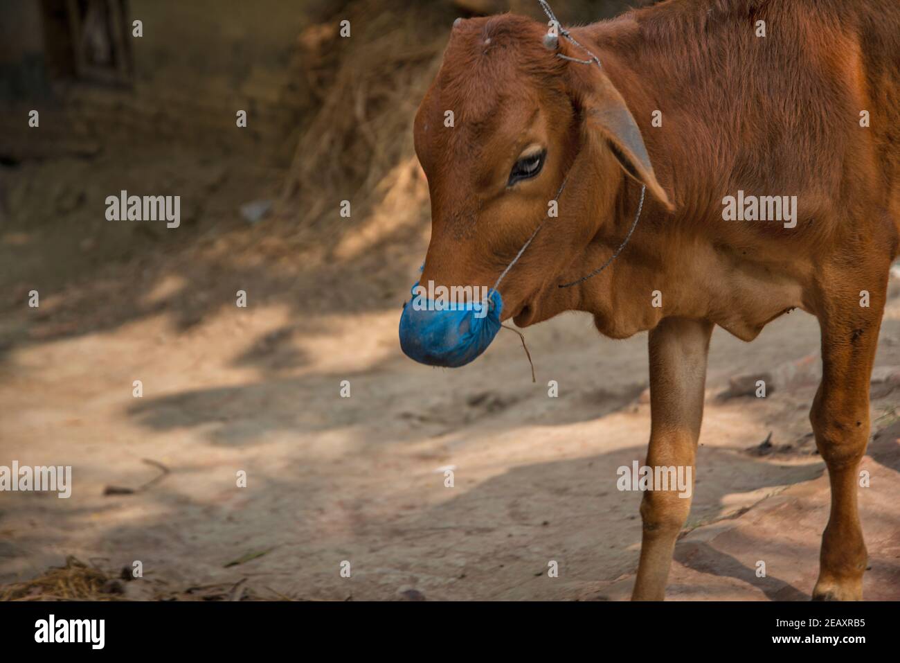Same Cow.Bangladesh.Khulna, Bangladesh Stock Photo - Alamy