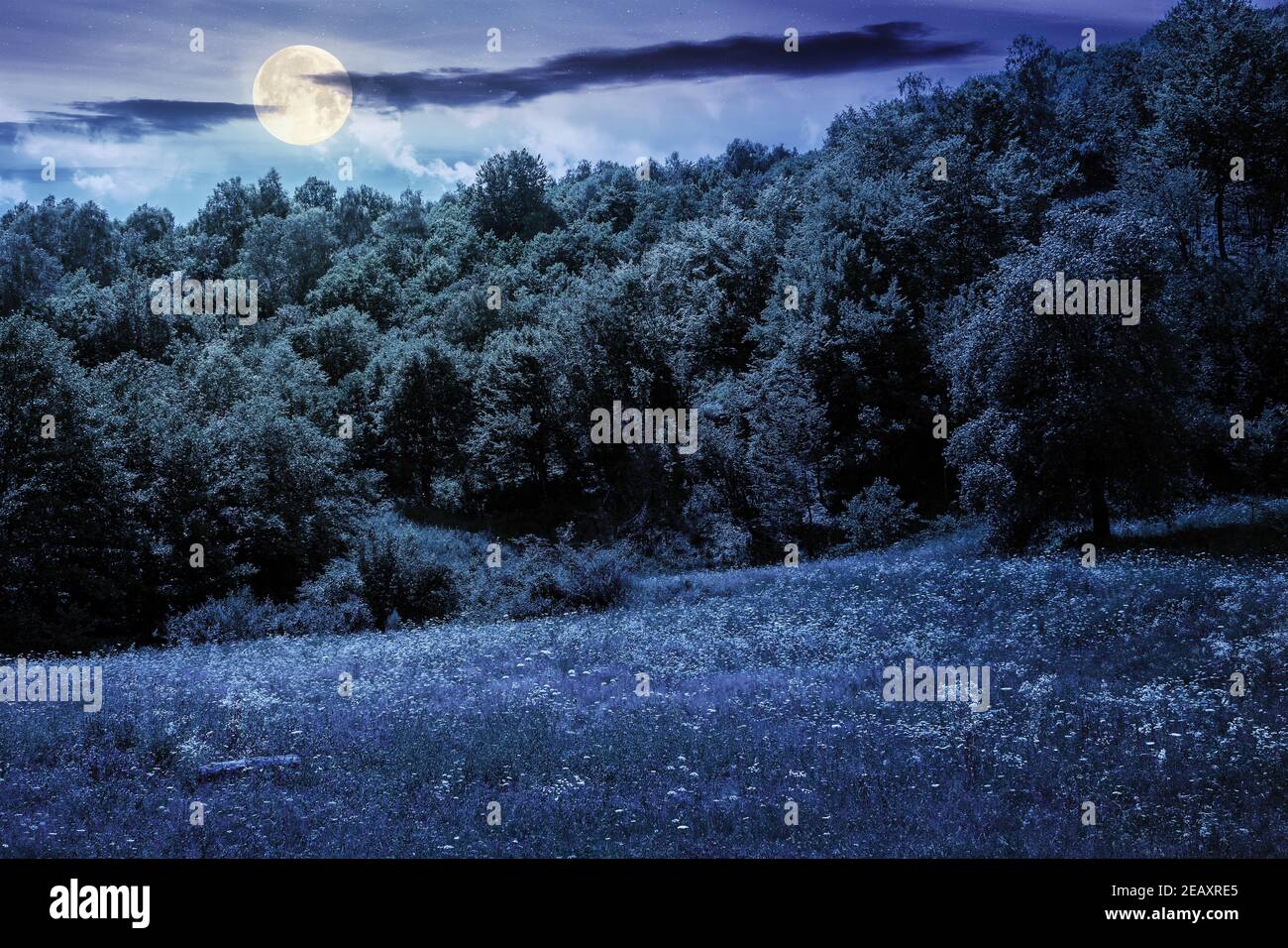 Landscape Photography Forest Night