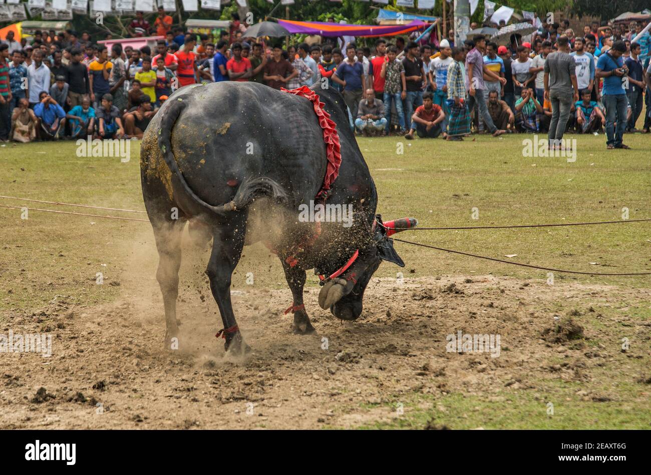 Bull fighting is one of the traditional festivals In Bangladesh. Every ...