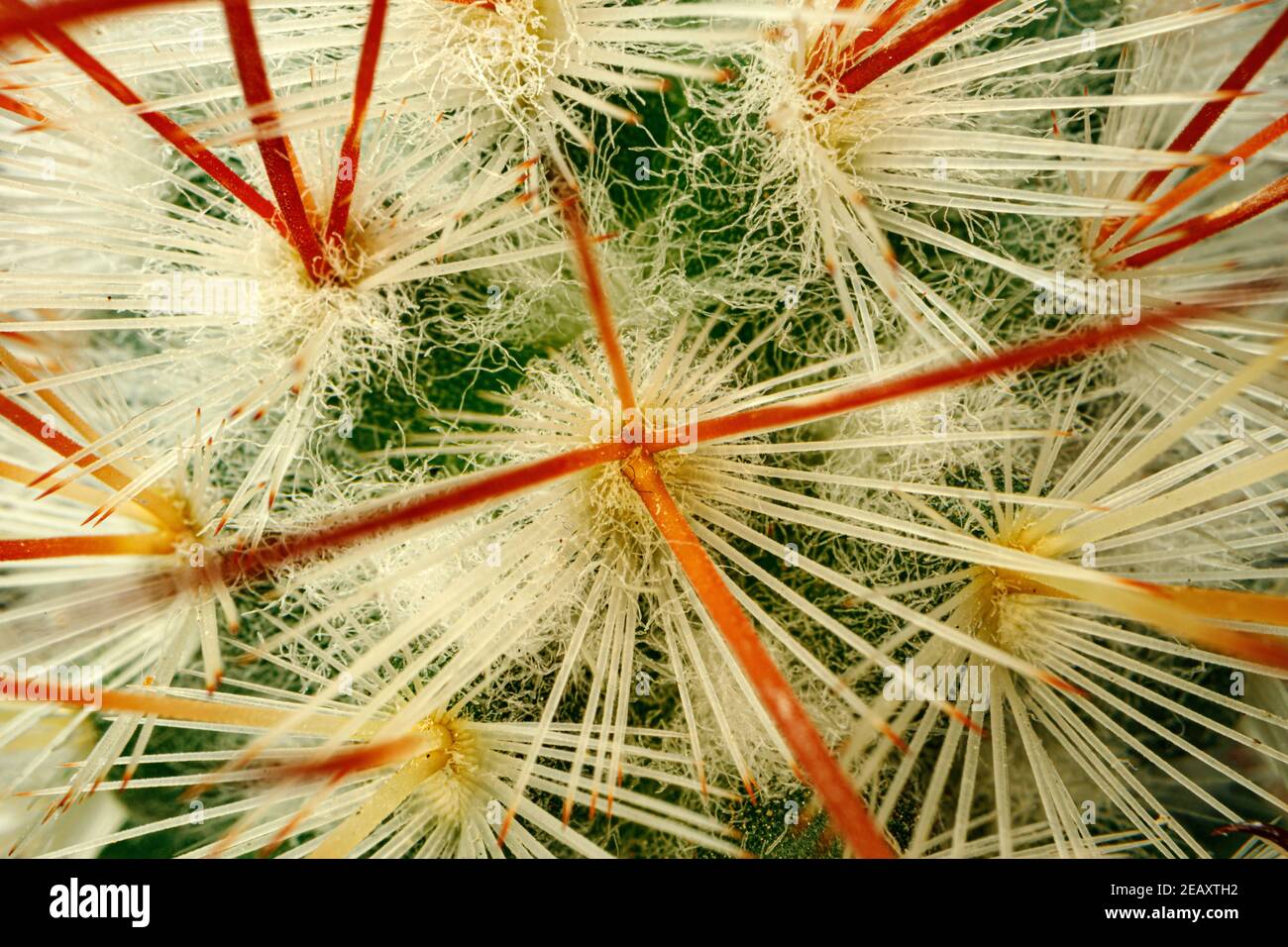 Macro photo of green cactus with spines Stock Photo - Alamy