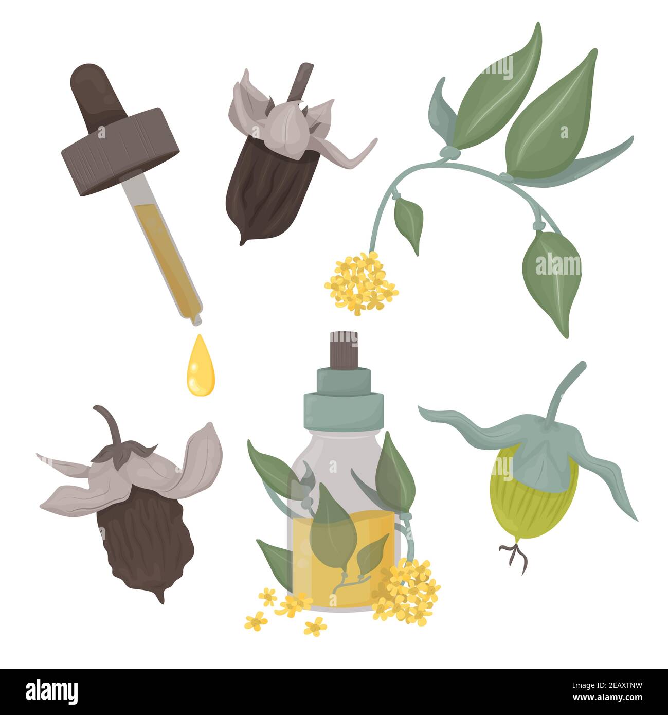 Detailed jojoba element collection Vector illustration Stock Vector ...
