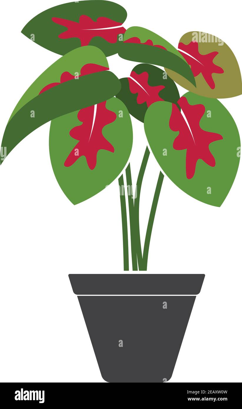 Caladium Stock Vector Images - Alamy