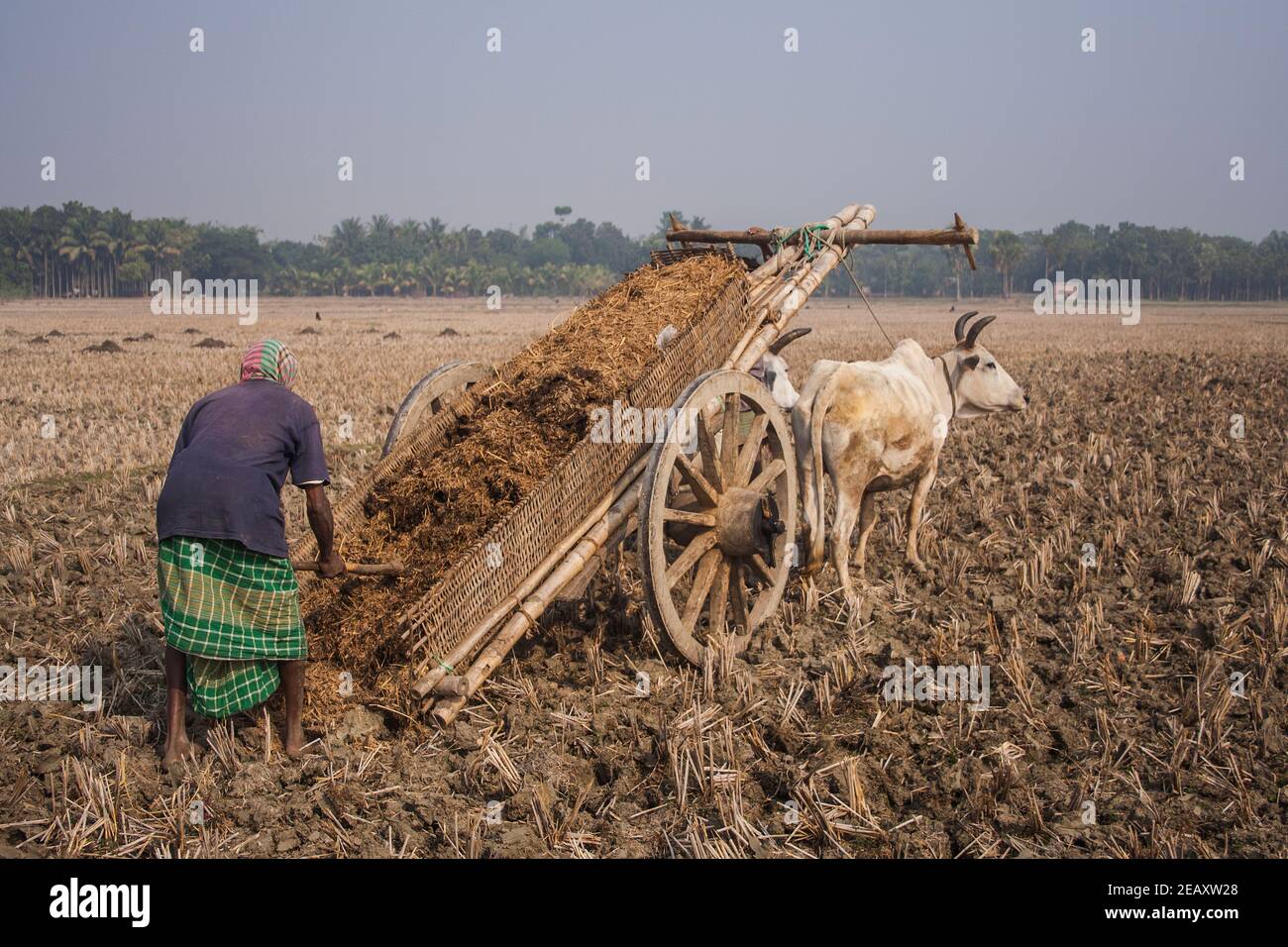 Bullock cart race in rural area in Jessore during winter season ...