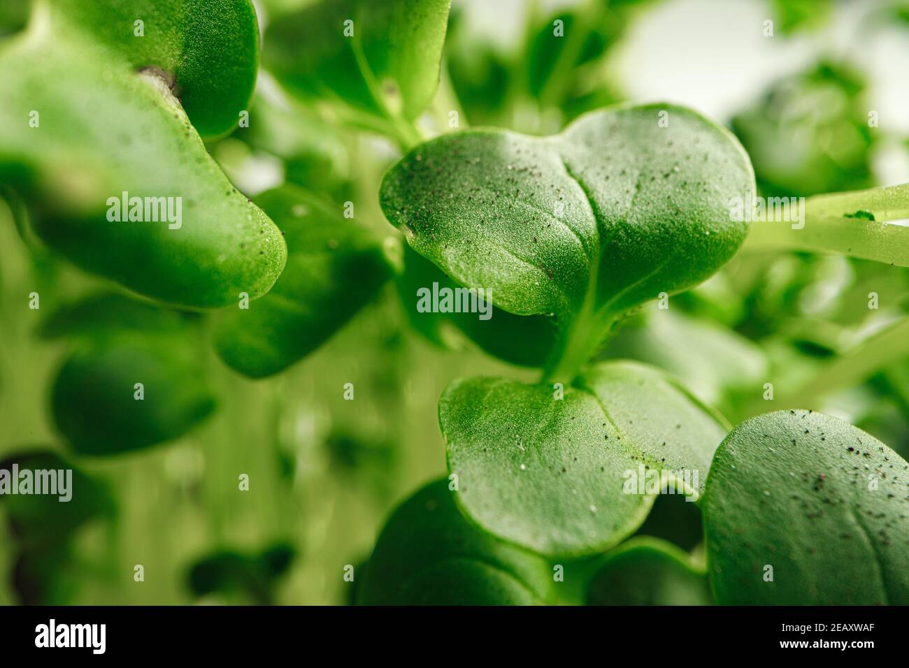 Growing leaves of micro green plant macro Stock Photo - Alamy