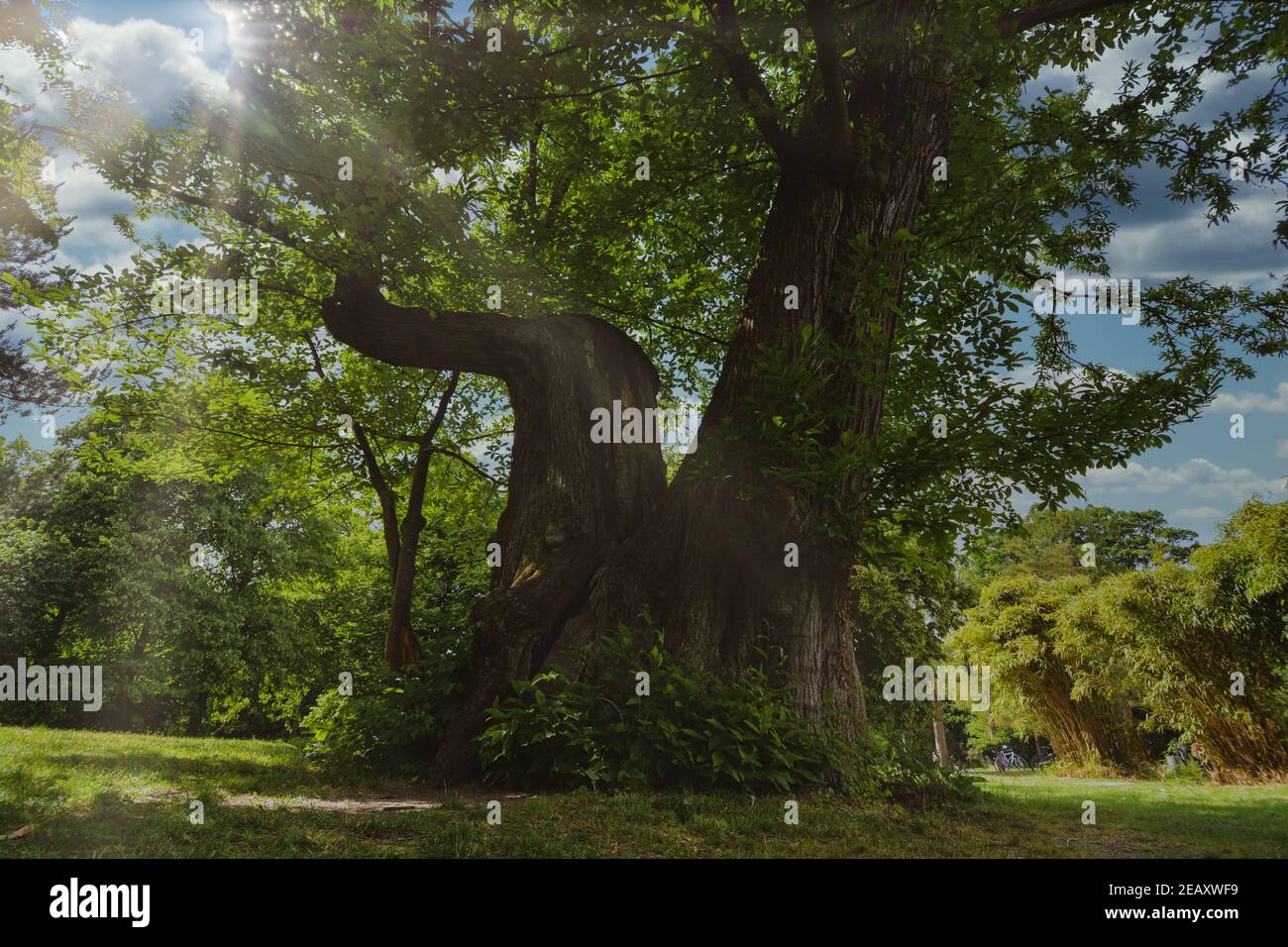 Single oak tree from above hi-res stock photography and images - Alamy