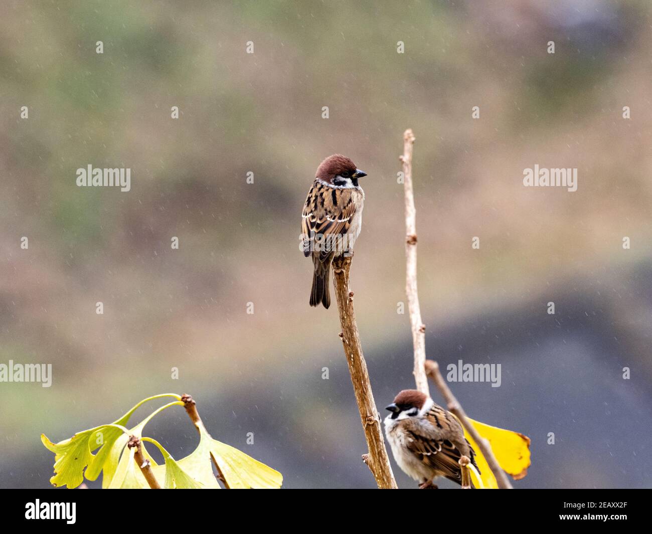 Eurasian tree sparrows, passer montanus, perches in the changing leaves ...