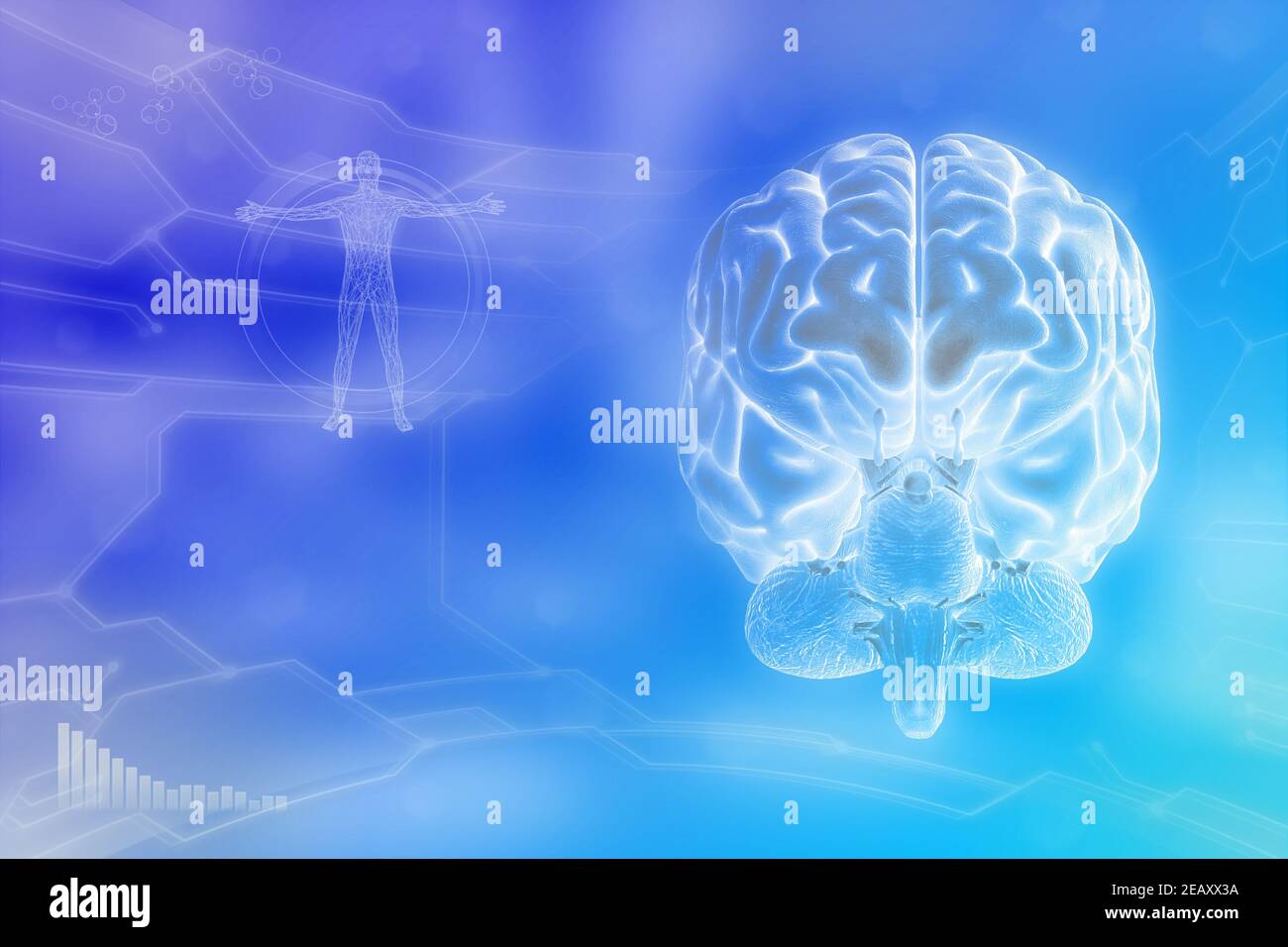 Medical 3D illustration - human brain, memory study concept - detailed ...
