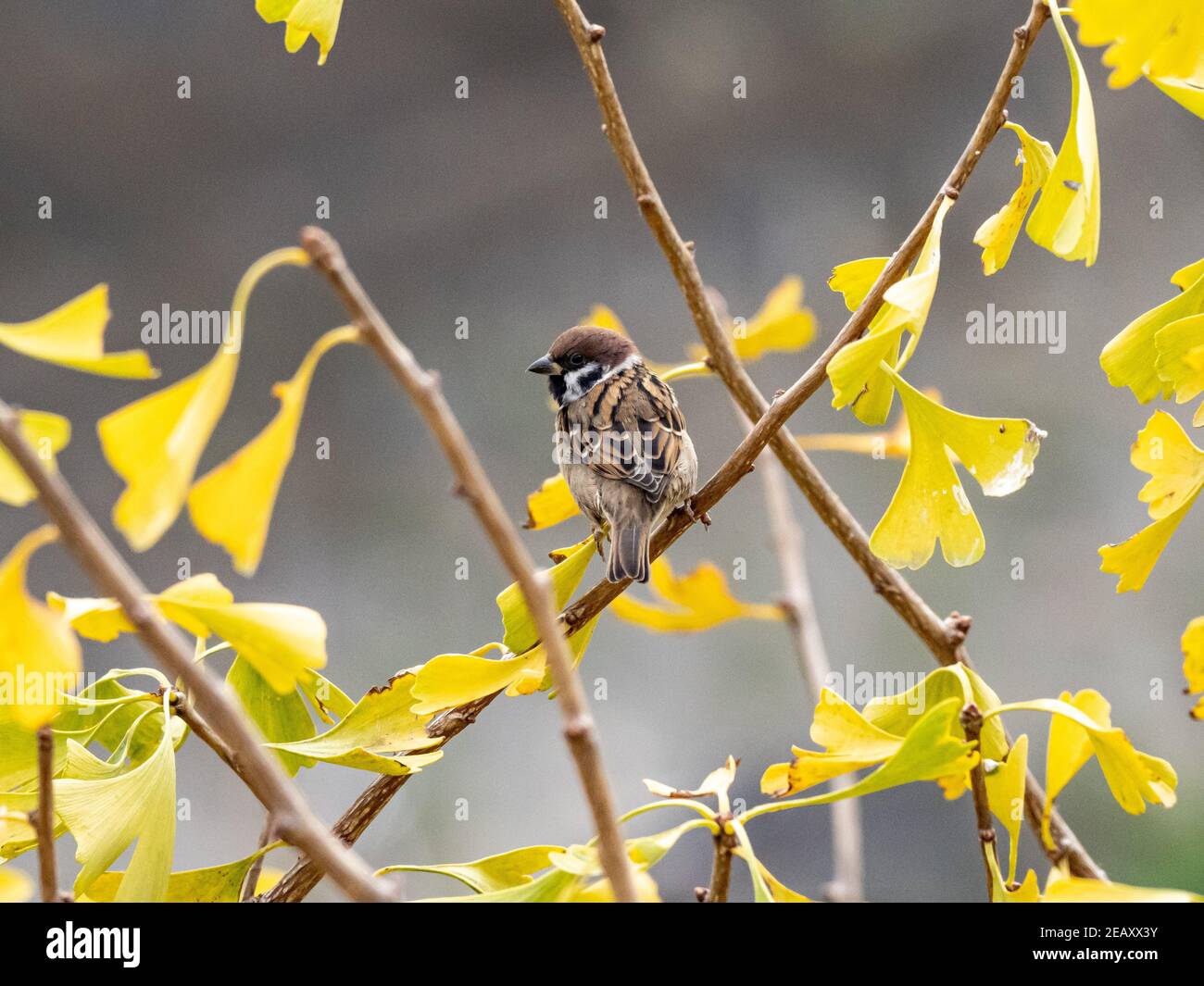 Eurasian tree sparrows, passer montanus, perches in the changing leaves ...