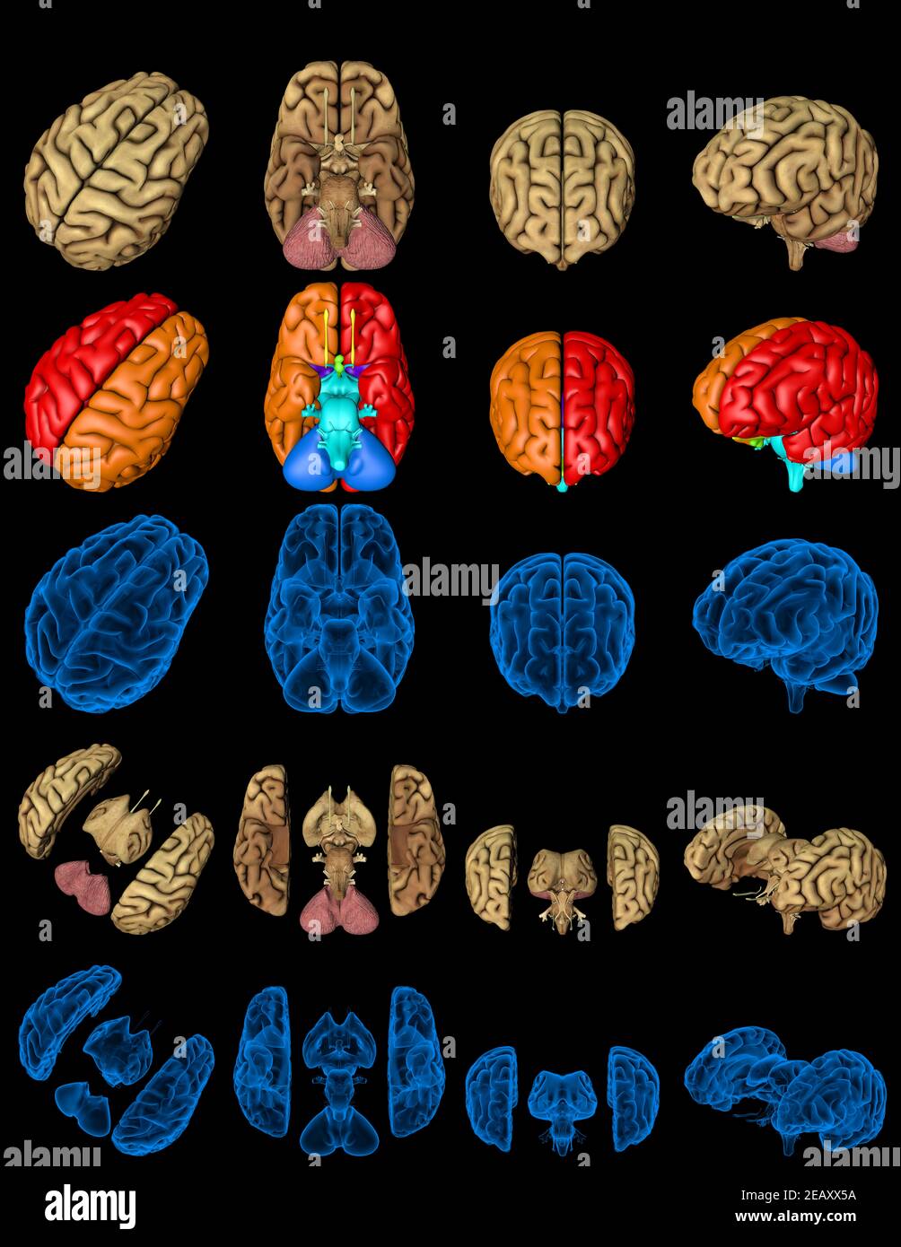 Set of isolated brain renders - whole and split with rontgen style ...