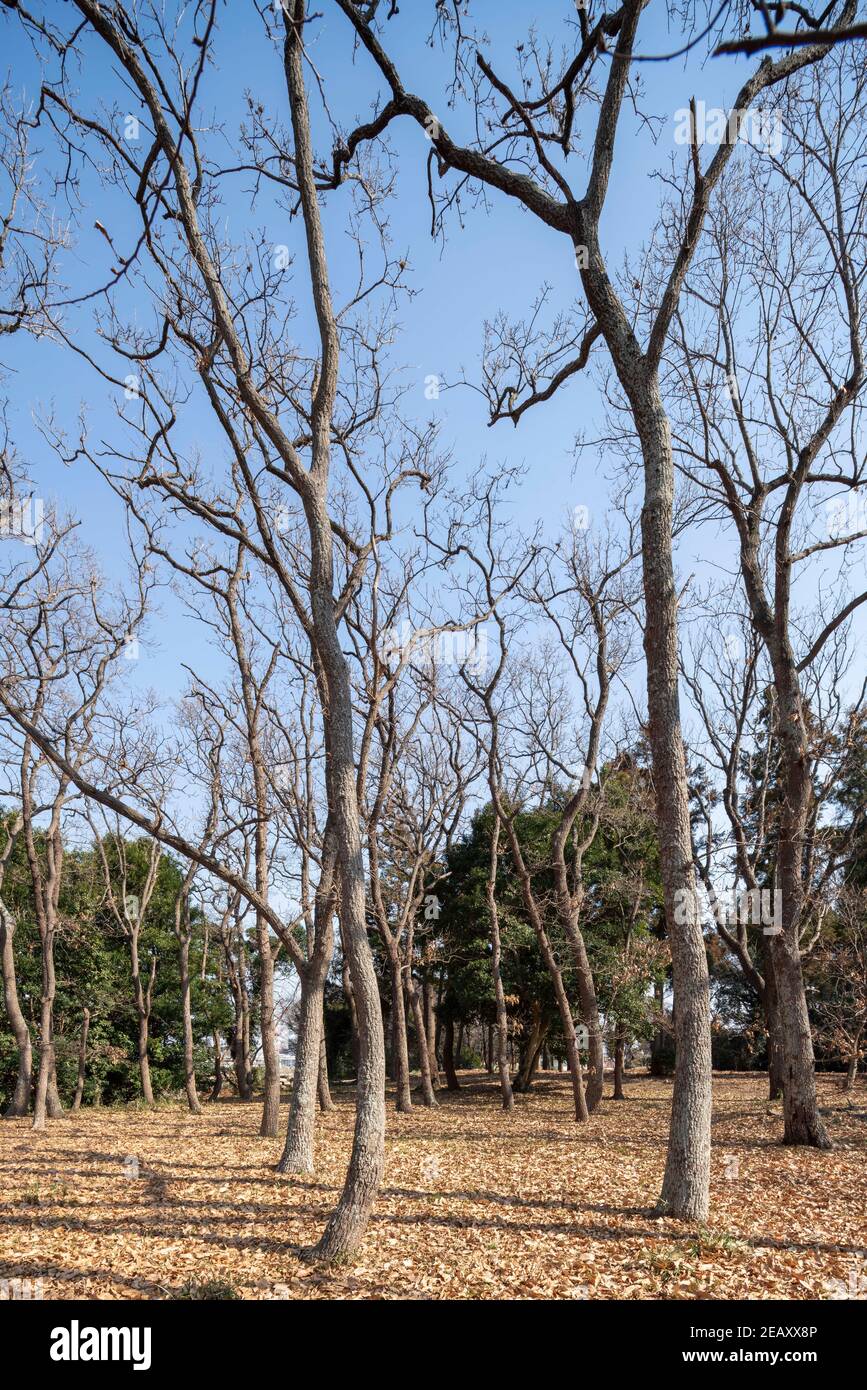 Japanese oak tree leaves quercus hi-res stock photography and images ...