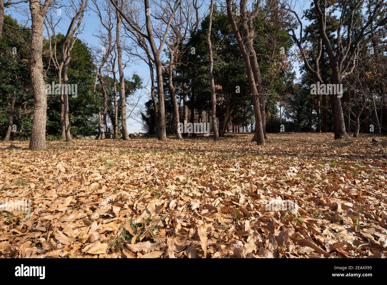 Japanese oak tree leaves quercus hi-res stock photography and images ...