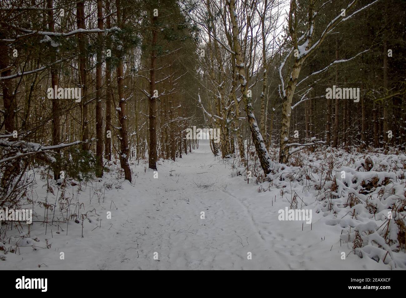 Fresh snow in a forest in a rural area of Suffolk, UK Stock Photo - Alamy