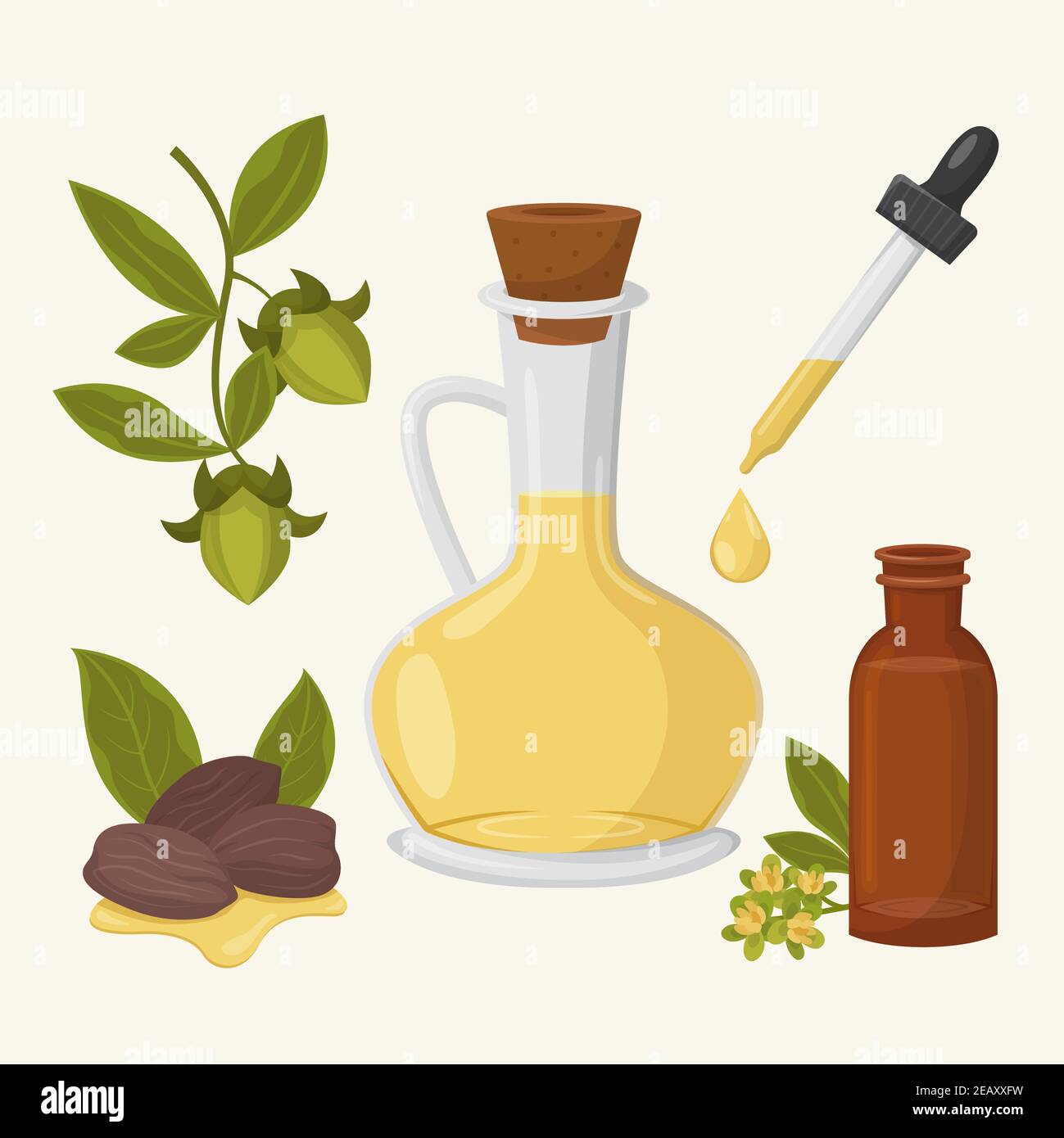 Detailed jojoba element collection Vector illustration Stock Vector ...