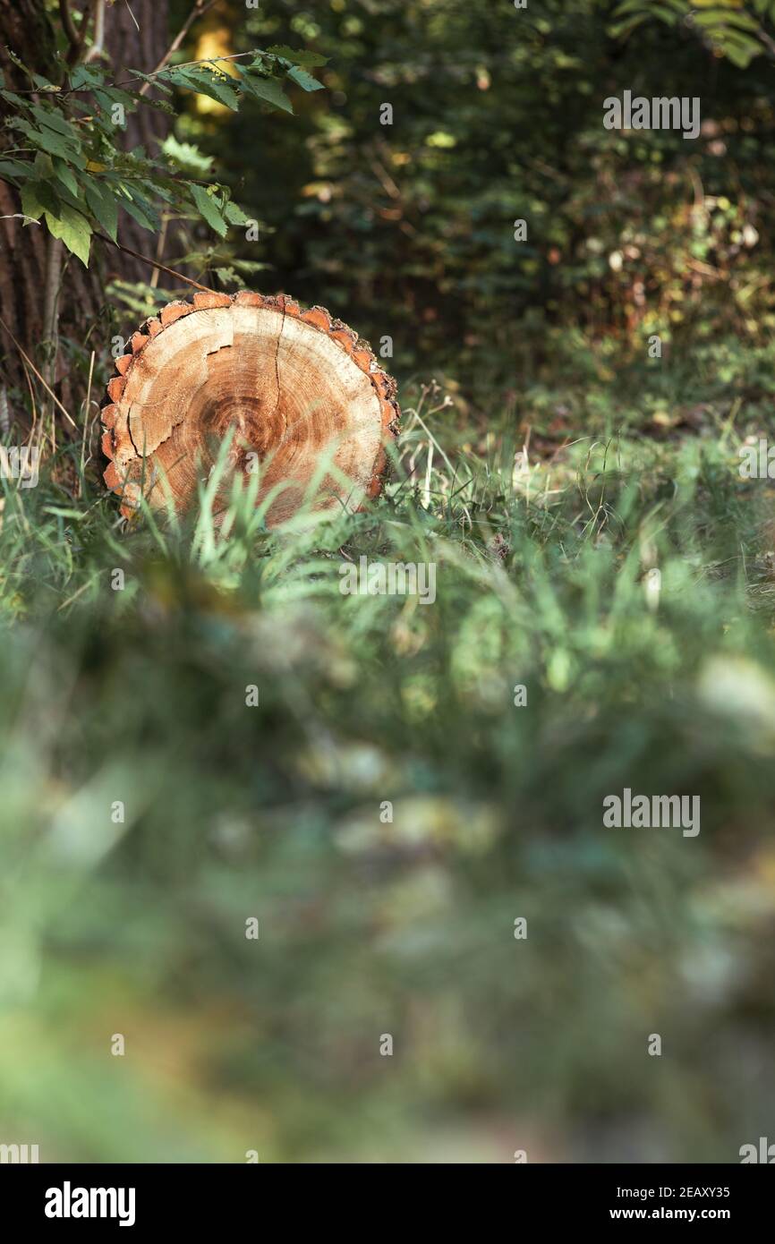 A log lying in the forest on the ground Stock Photo - Alamy