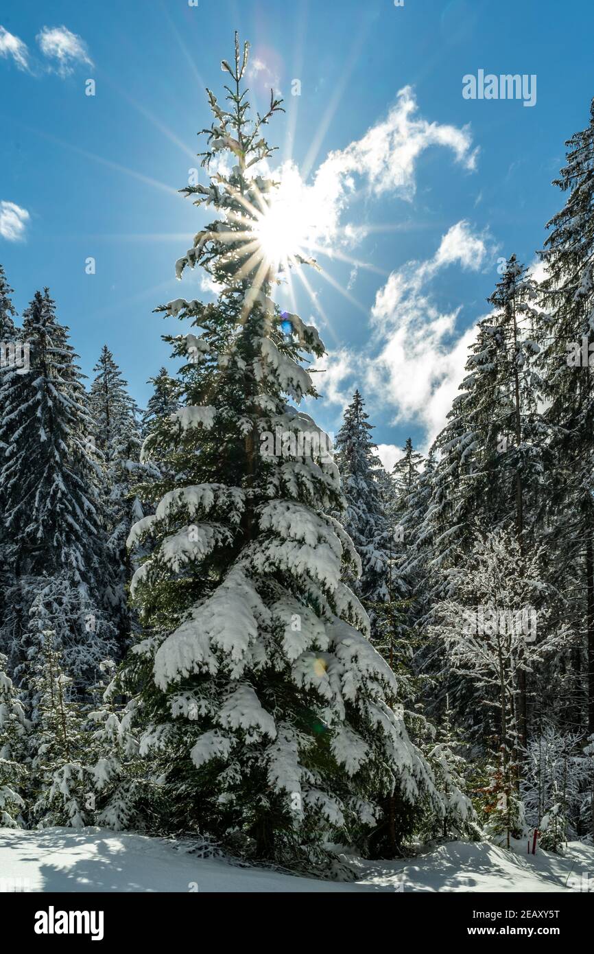 in the middle of the winter wonderland, with snowy fir trees. a sunny ...