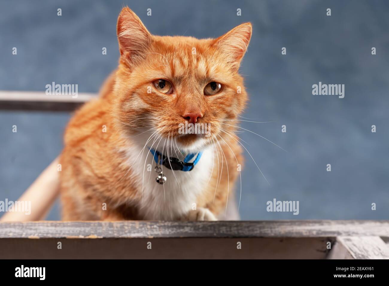 Sad domestic red tabby cat sitting at home Stock Photo - Alamy