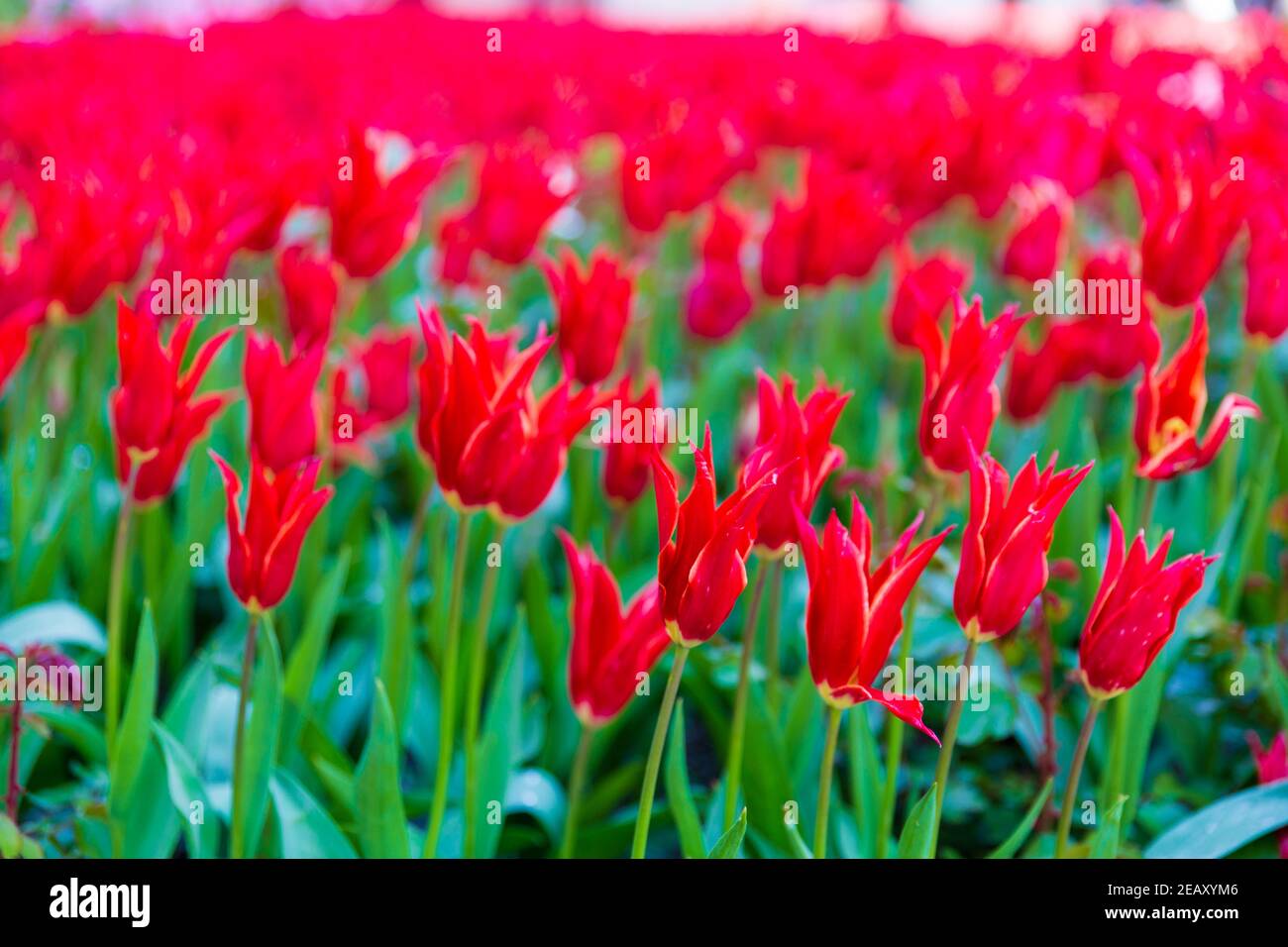 Netherland tulip garden hi-res stock photography and images - Alamy