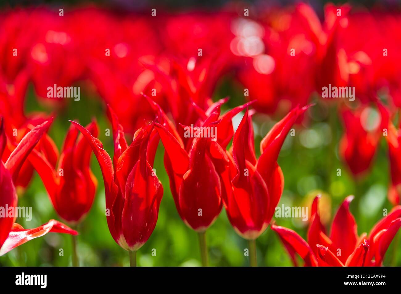 Netherland tulip hi-res stock photography and images - Alamy