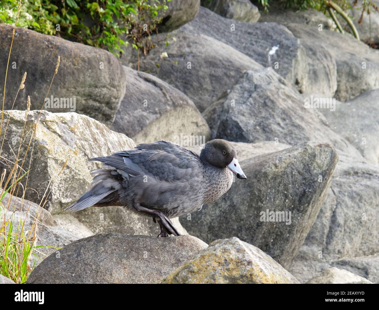 The blue duck is a member of the duck, goose and swan family Anatidae ...