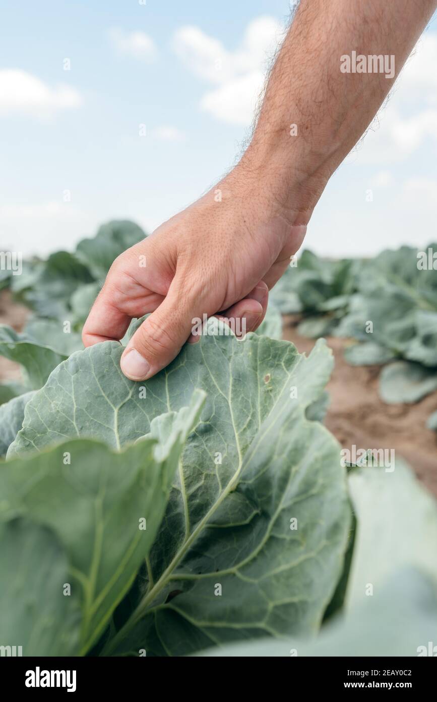 Male farmer agronomist examining white cabbage crop plant development ...