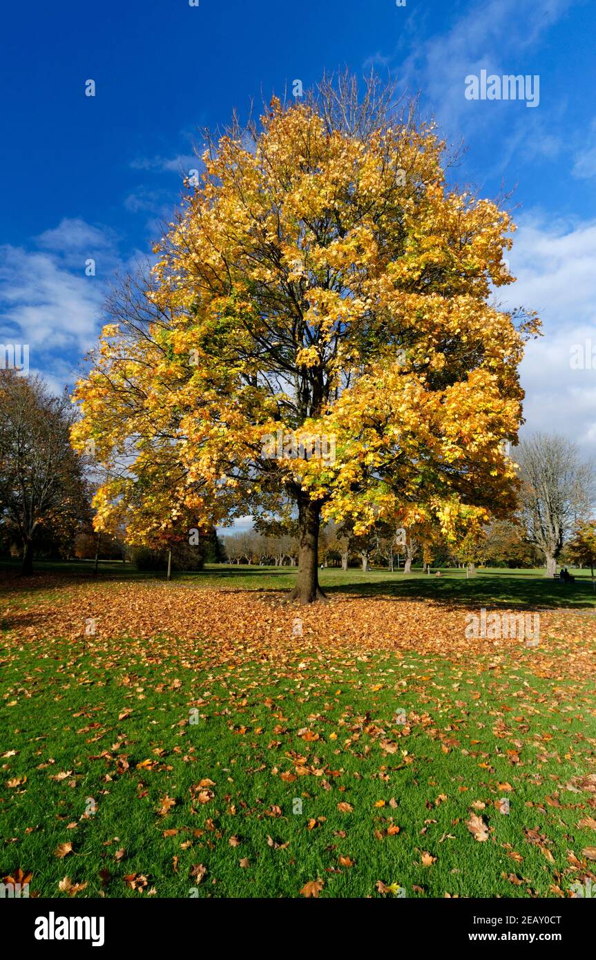 Autumn colours Llandaff Fields, Cardiff, South Wales, UK Stock Photo ...