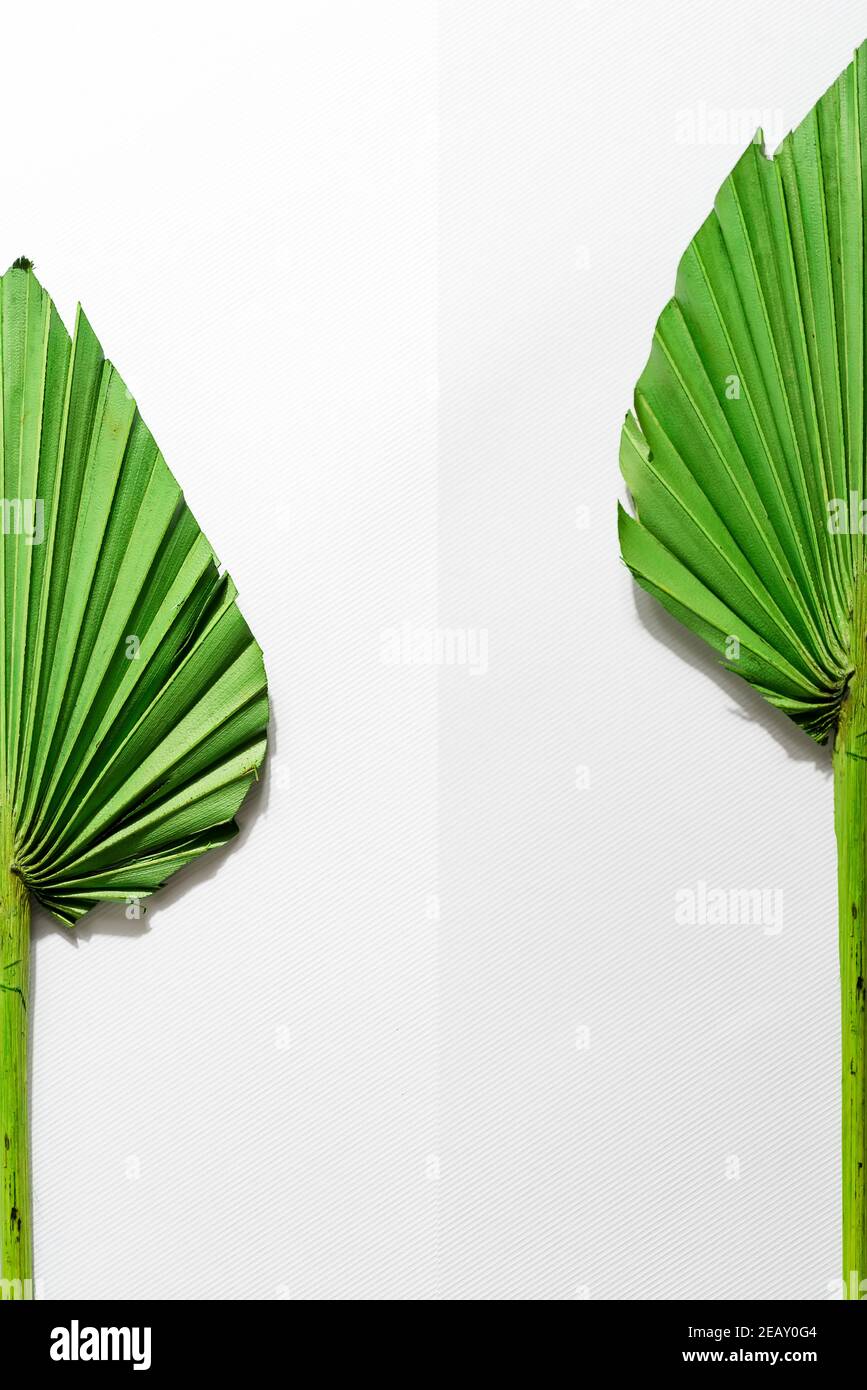 Dry palm leaf on white paper background with copy space Stock Photo - Alamy