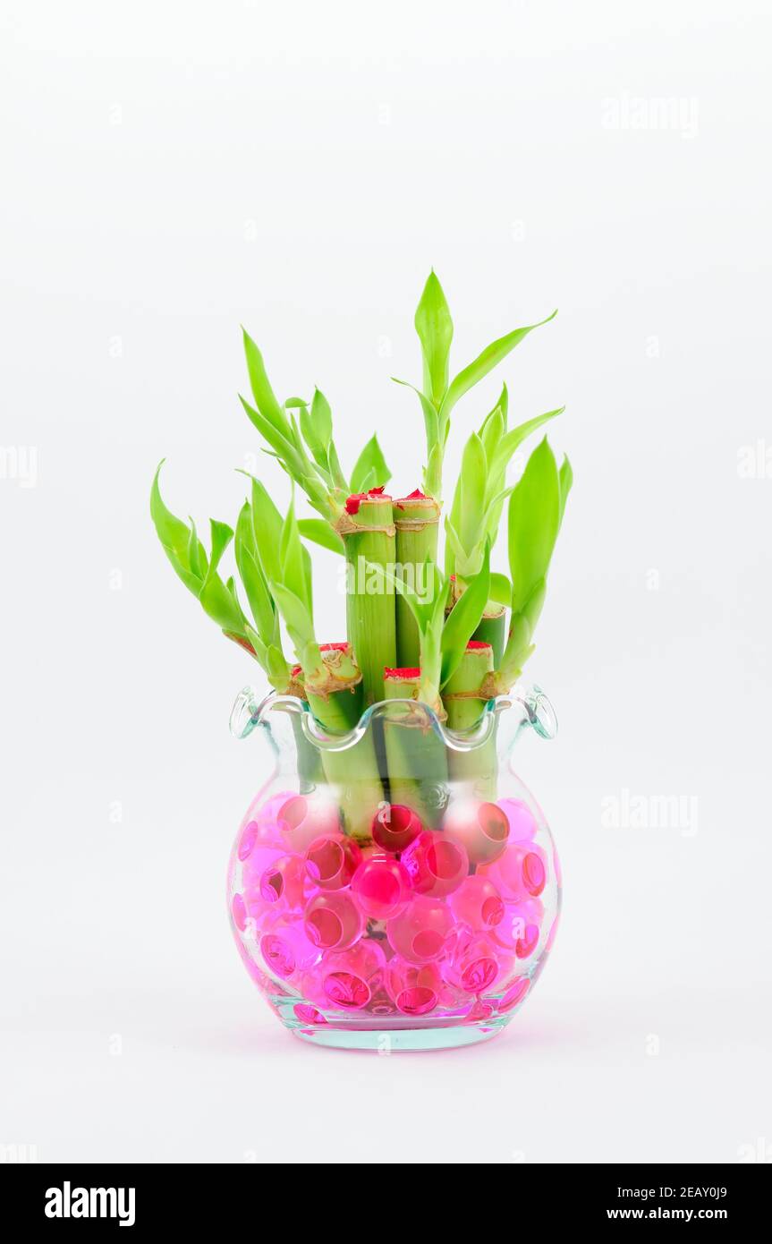 Young bamboo trees hi-res stock photography and images - Alamy