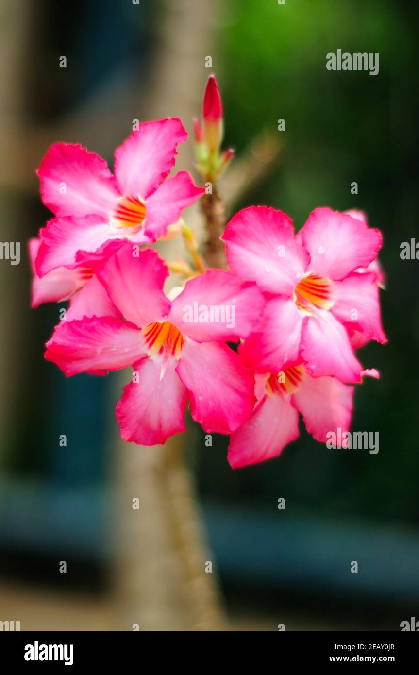 Desert Rose (Adenium Obesum flower Stock Photo - Alamy