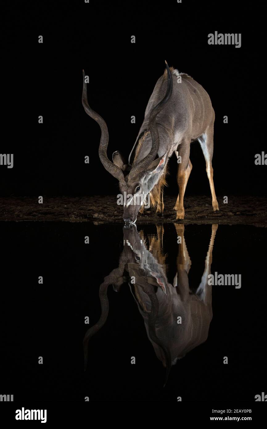 Greater kudu (Tragelaphus strepsiceros) drinking at night, Zimanga game ...