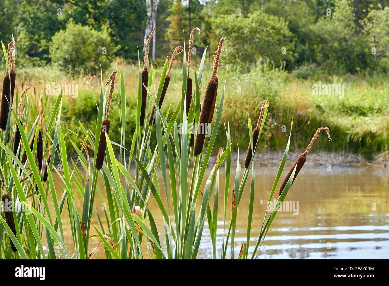 The shore of a pond hi-res stock photography and images - Alamy